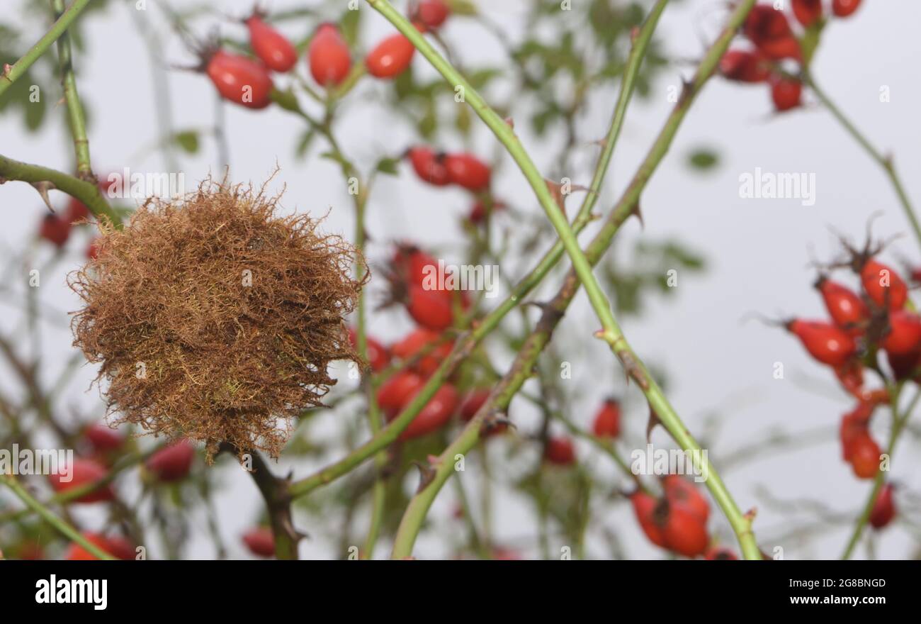 A Robin’s pincushion or bedeguar gall and fruits, rosehips, on a dog ...