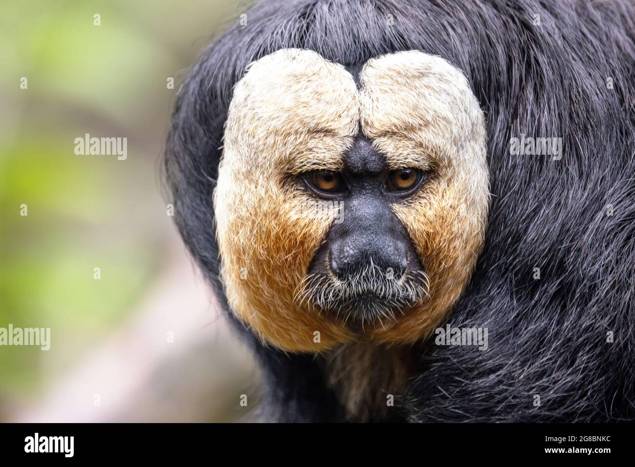 Closeup of a white-faced saki, pithecia pithecia. This is an adult male ...