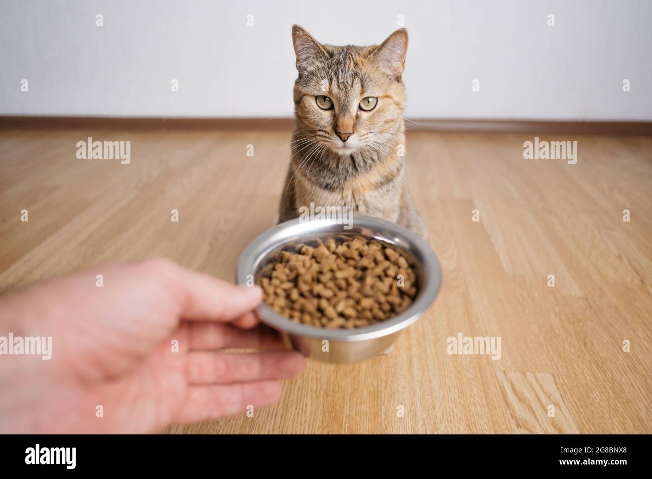 Cat waiting for food hi-res stock photography and images - Alamy