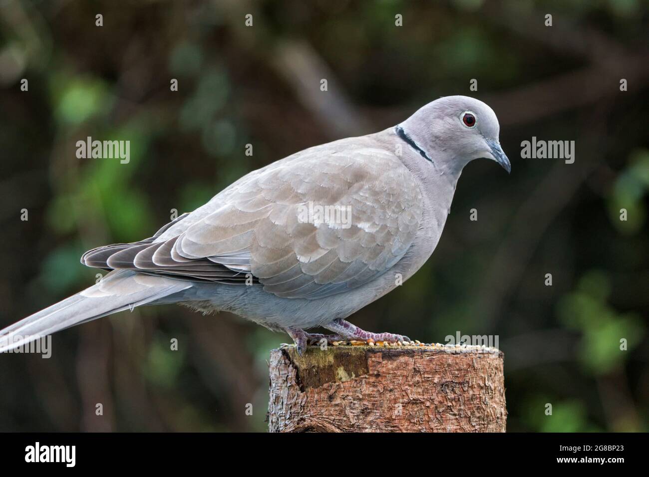 Dove with dark collar hi-res stock photography and images - Alamy