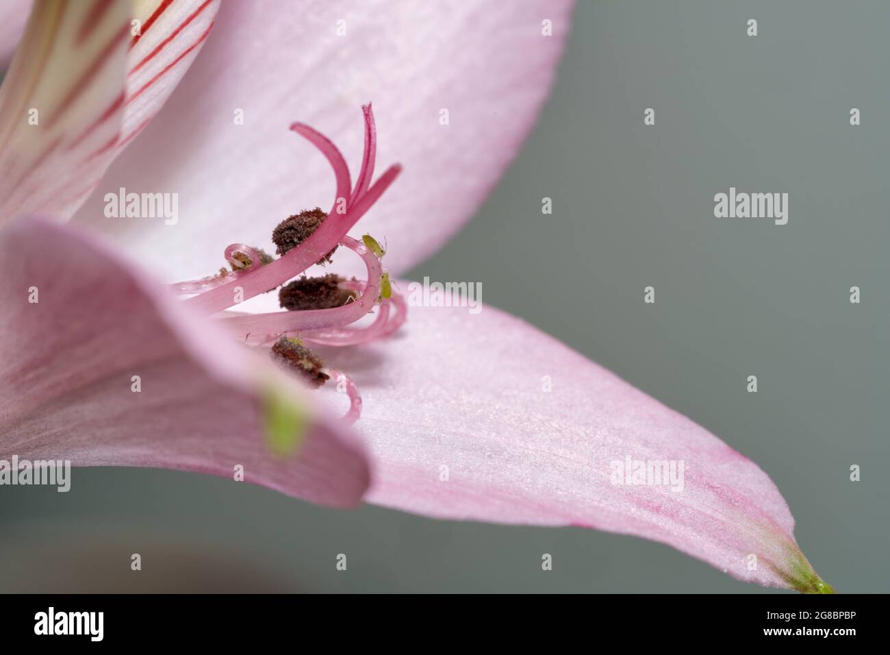 Lily pests hi-res stock photography and images - Alamy