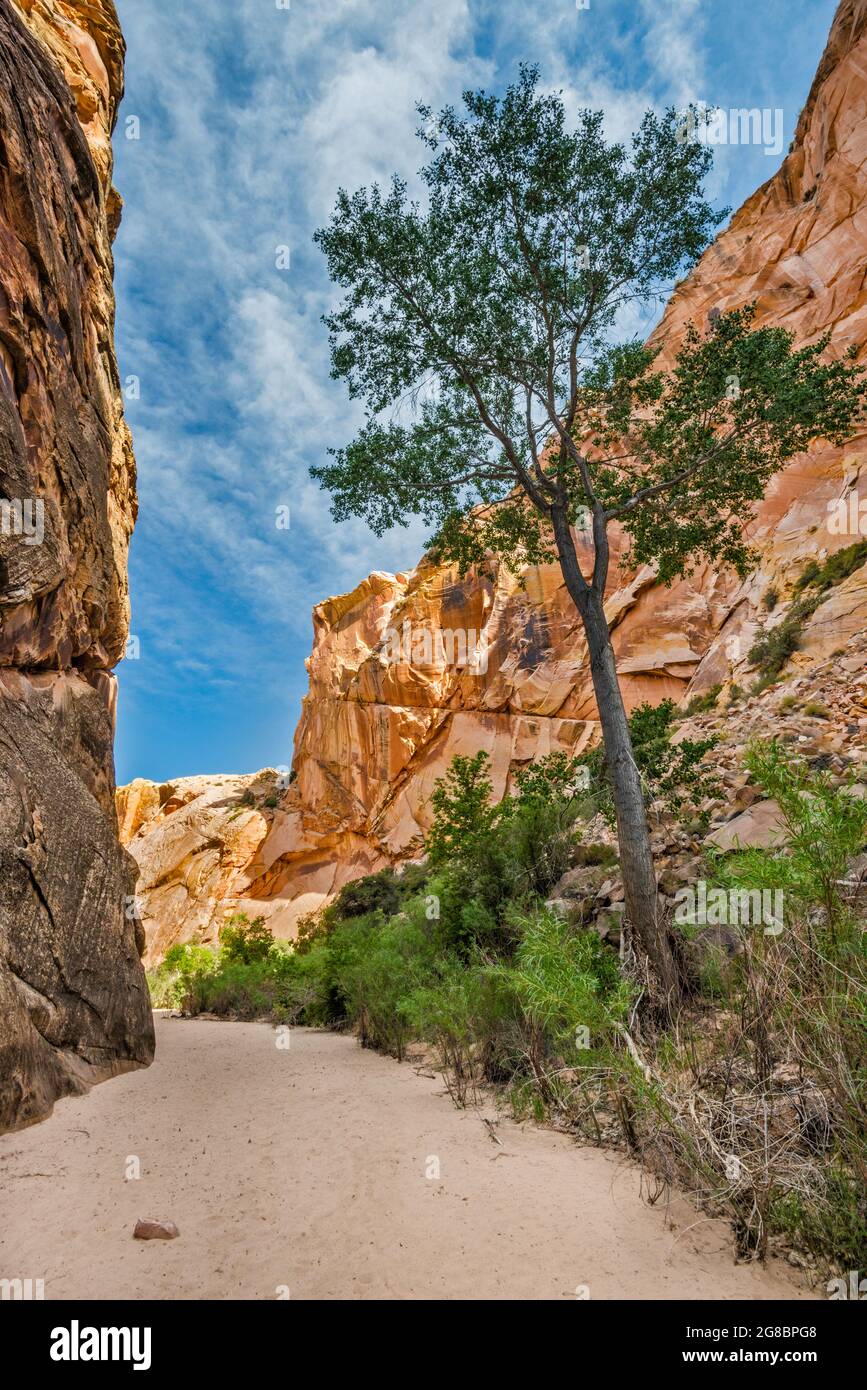 Hackberry Canyon, near Cottonwood Canyon, Grand Staircase Escalante ...