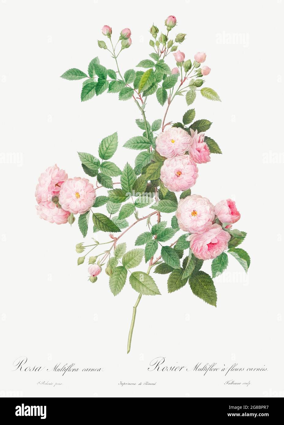 Rosa multiflora carnea rose hi-res stock photography and images - Alamy