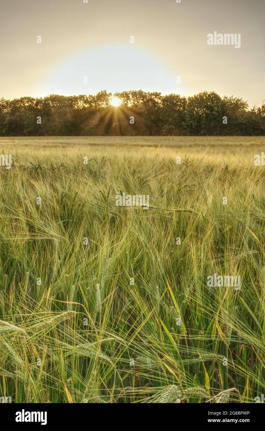 Gold fields hi-res stock photography and images - Alamy