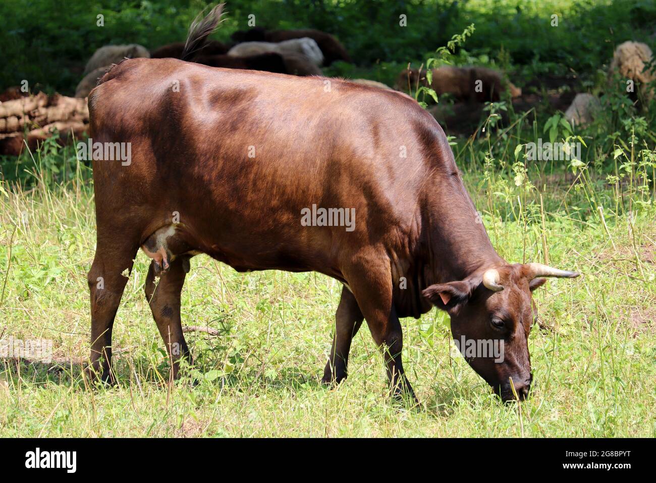 Cow grazing on a summer pasture, eating grass. Rural landscape, dairy ...