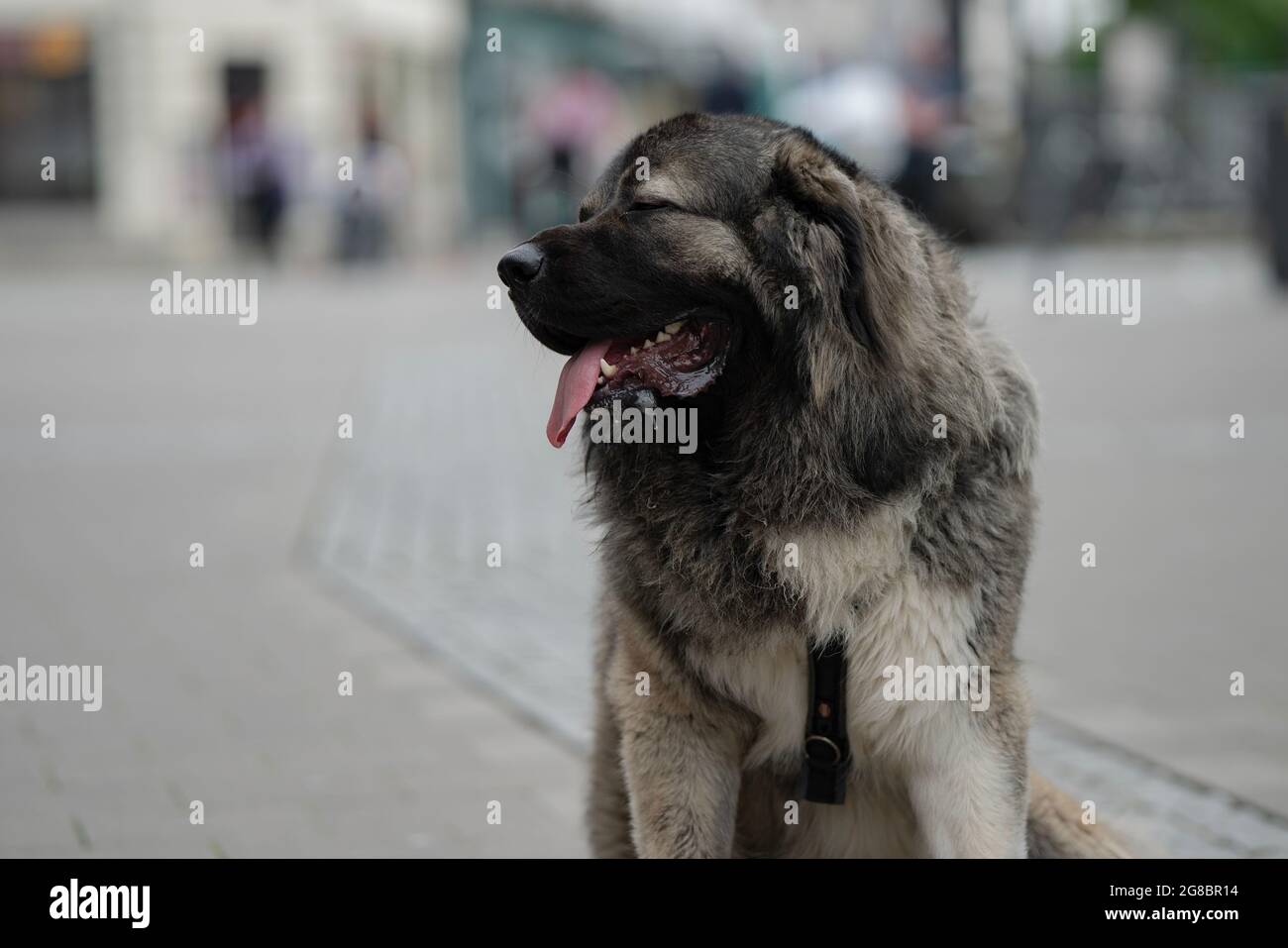 Big gray dog background and beautiful colors and sitting in a nice ...