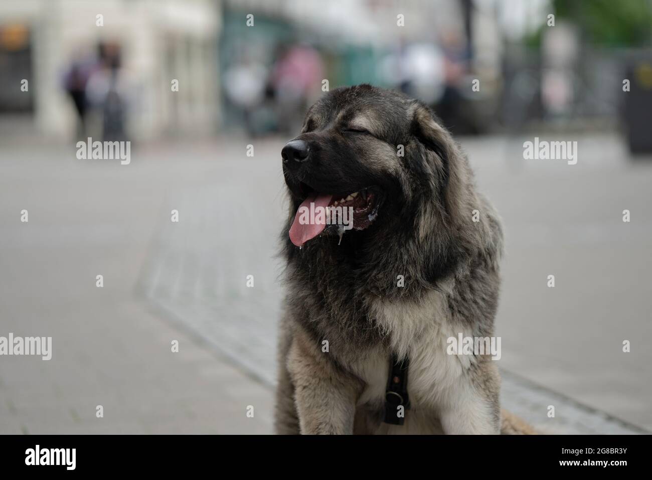 Big gray dog background and beautiful colors and sitting in a nice ...