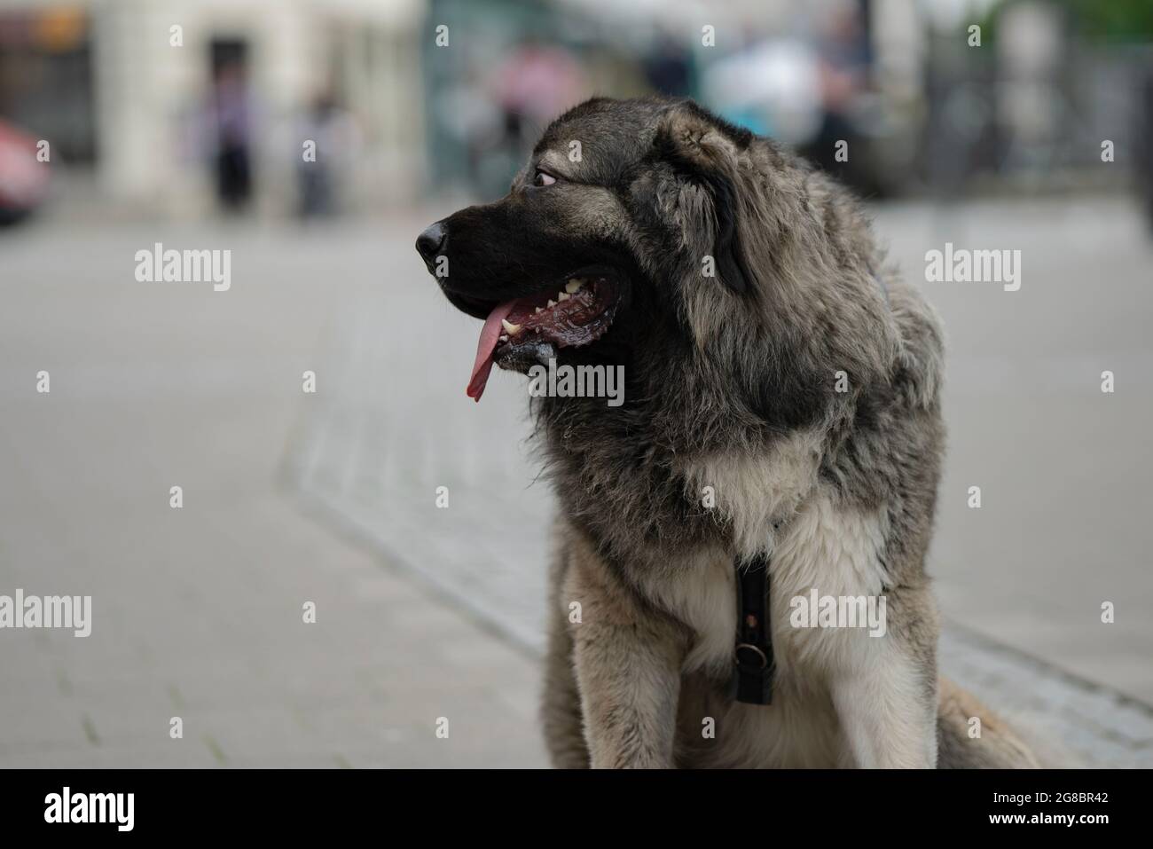 Big gray dog background and beautiful colors and sitting in a nice ...