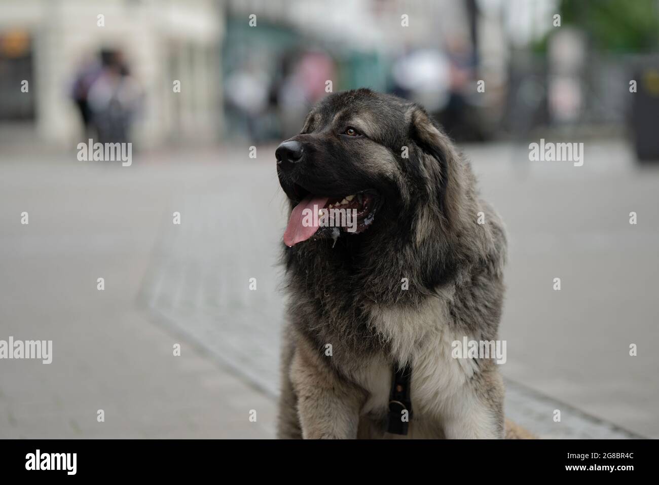 Big wrinkled dog hi-res stock photography and images - Alamy