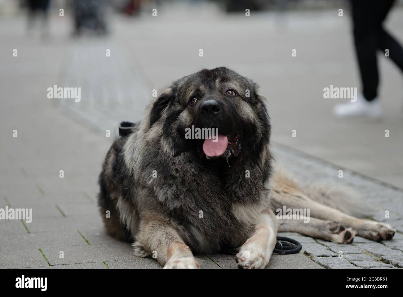 Big gray dog background and beautiful colors and sitting in a nice ...