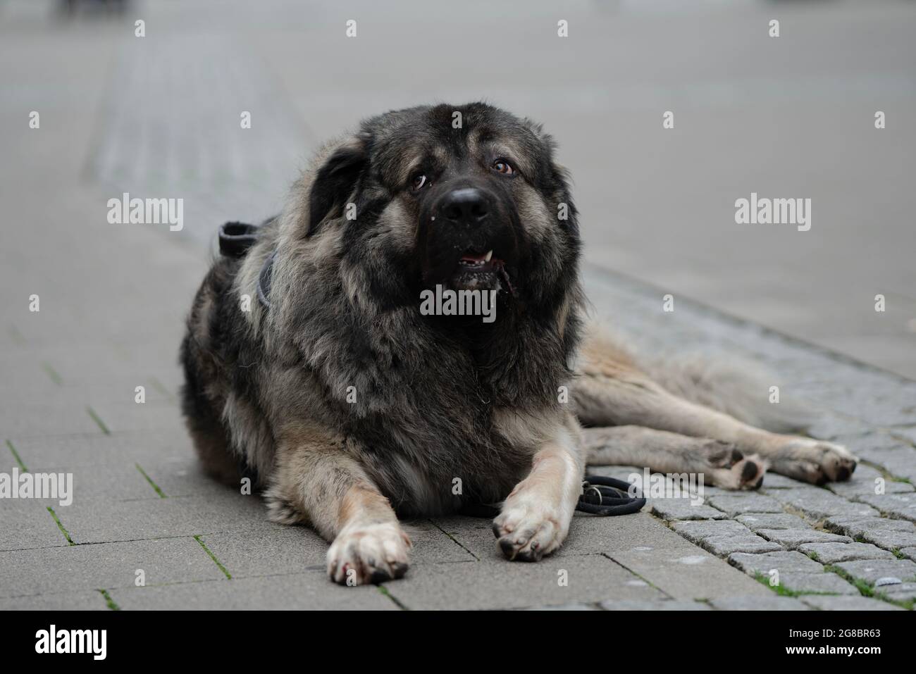 Big gray dog background and beautiful colors and sitting in a nice ...