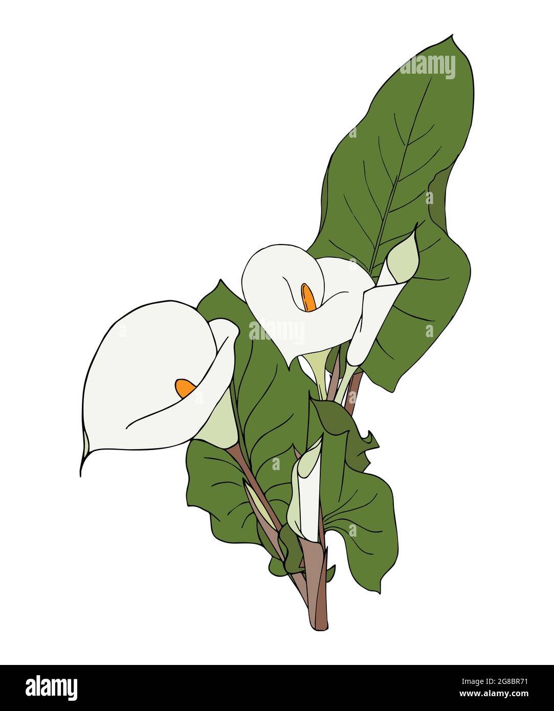 Calla bouquet flower hand drawing doodling, white color, bud, isolated ...