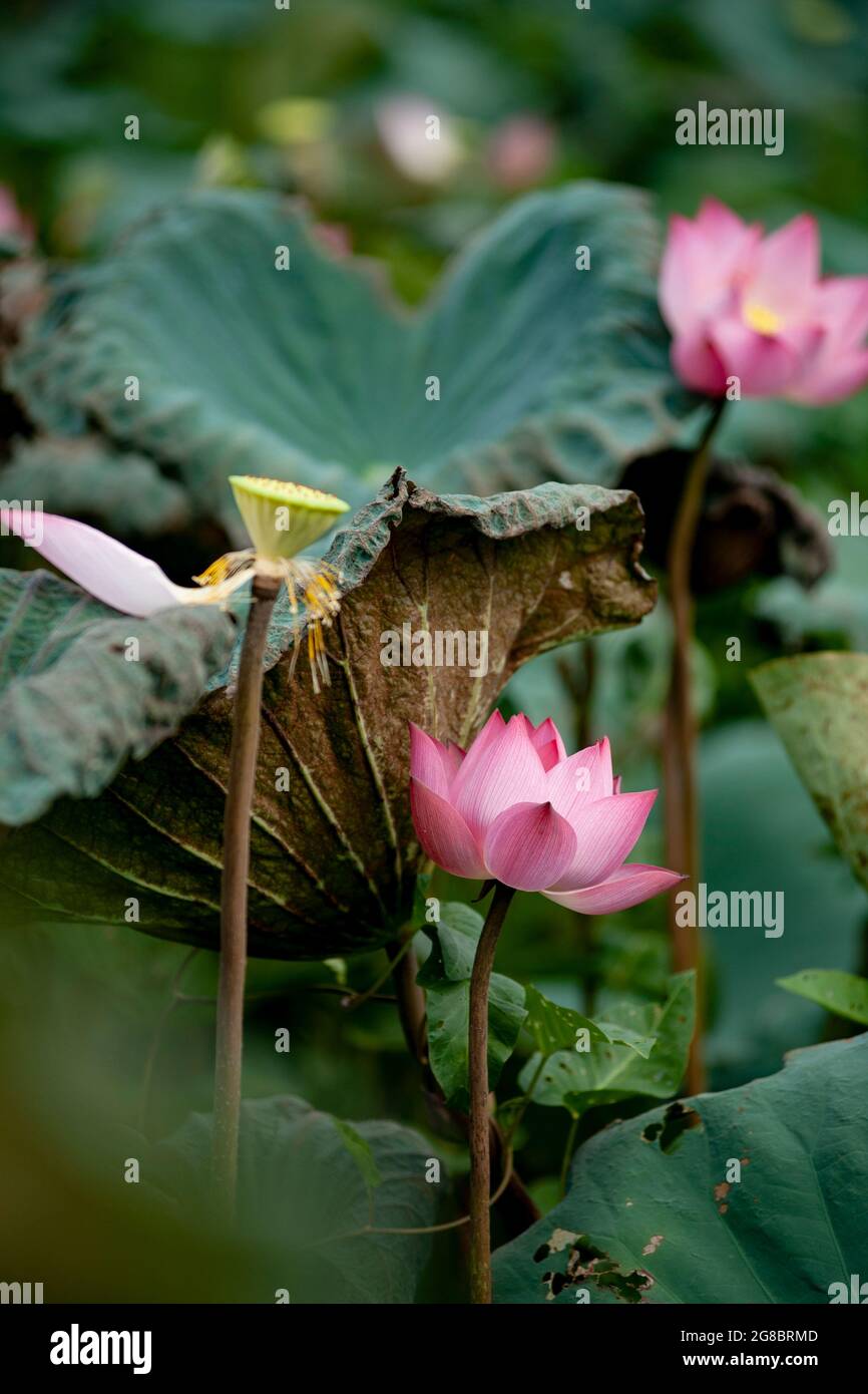 Lotus in the early morning at Thanh Oai, Viet nam. Lotus grown up in ...