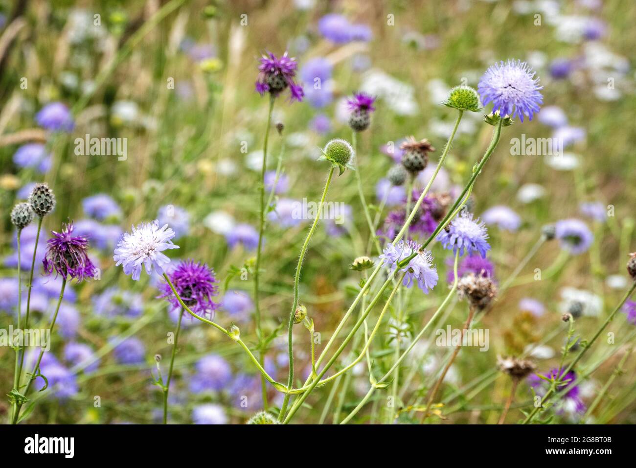 Wild flower planting in English country garden Stock Photo - Alamy