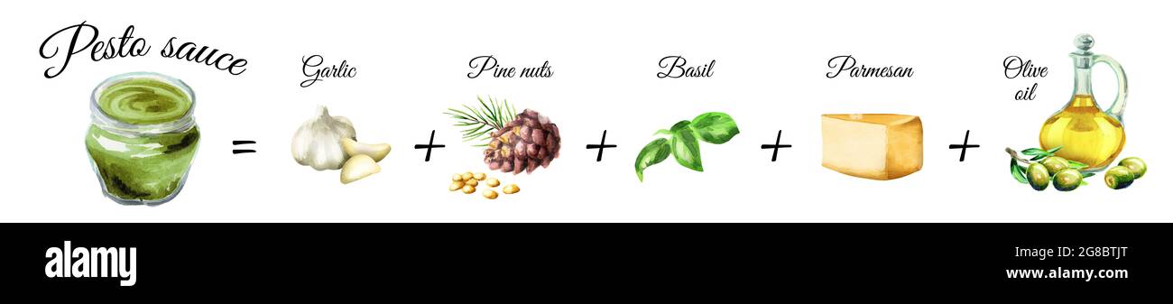 Pesto sauce ingredients. Watercolor hand-drawn illustration Stock Photo ...
