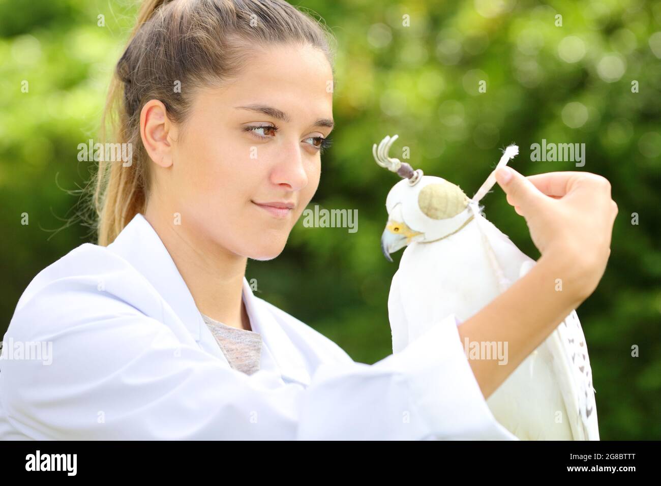 Veterinary holding gyrfalcon putting a hawk hood Stock Photo - Alamy