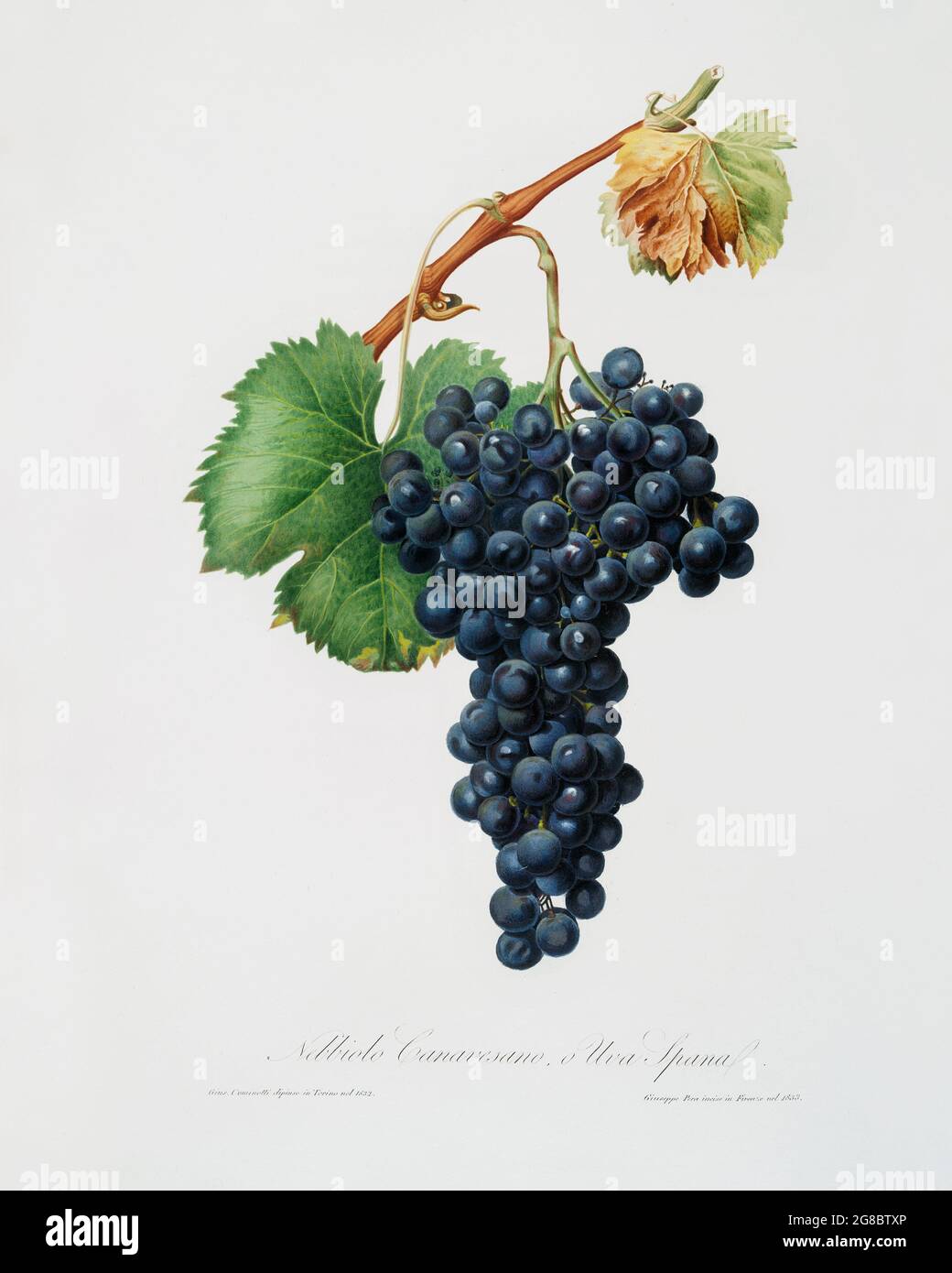 Grape Spanna (Vitis vinifera Pedemontana) from Pomona Italiana (1817 ...