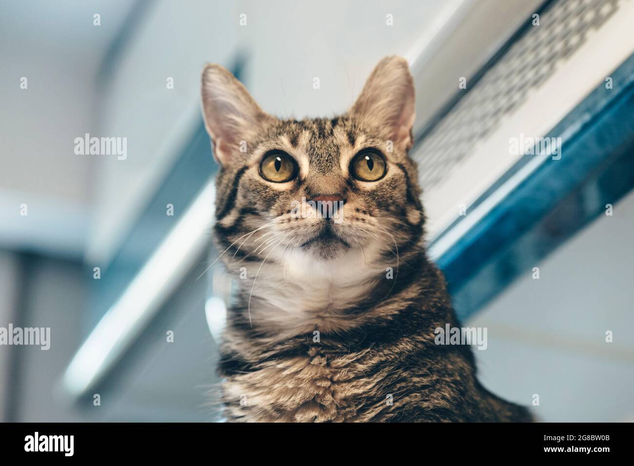 Pet in the house looking up. Cat in the kitchen looking up,pet at home ...