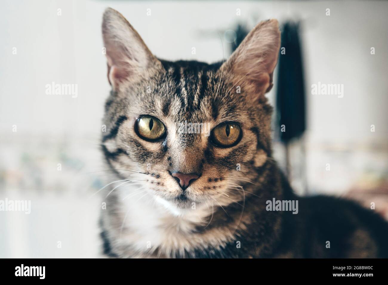 Cat portrait, cat face close-up, cute feline Stock Photo - Alamy