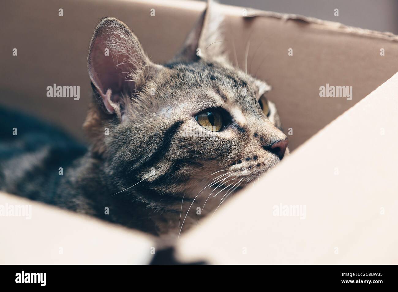 Cat inside a box hi-res stock photography and images - Alamy