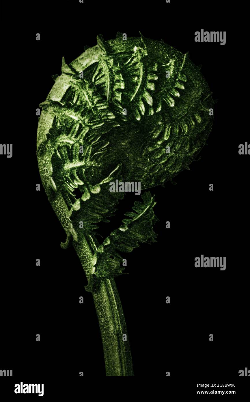 vintage, retro, old, photograph, century, botany, graphics, antique ...