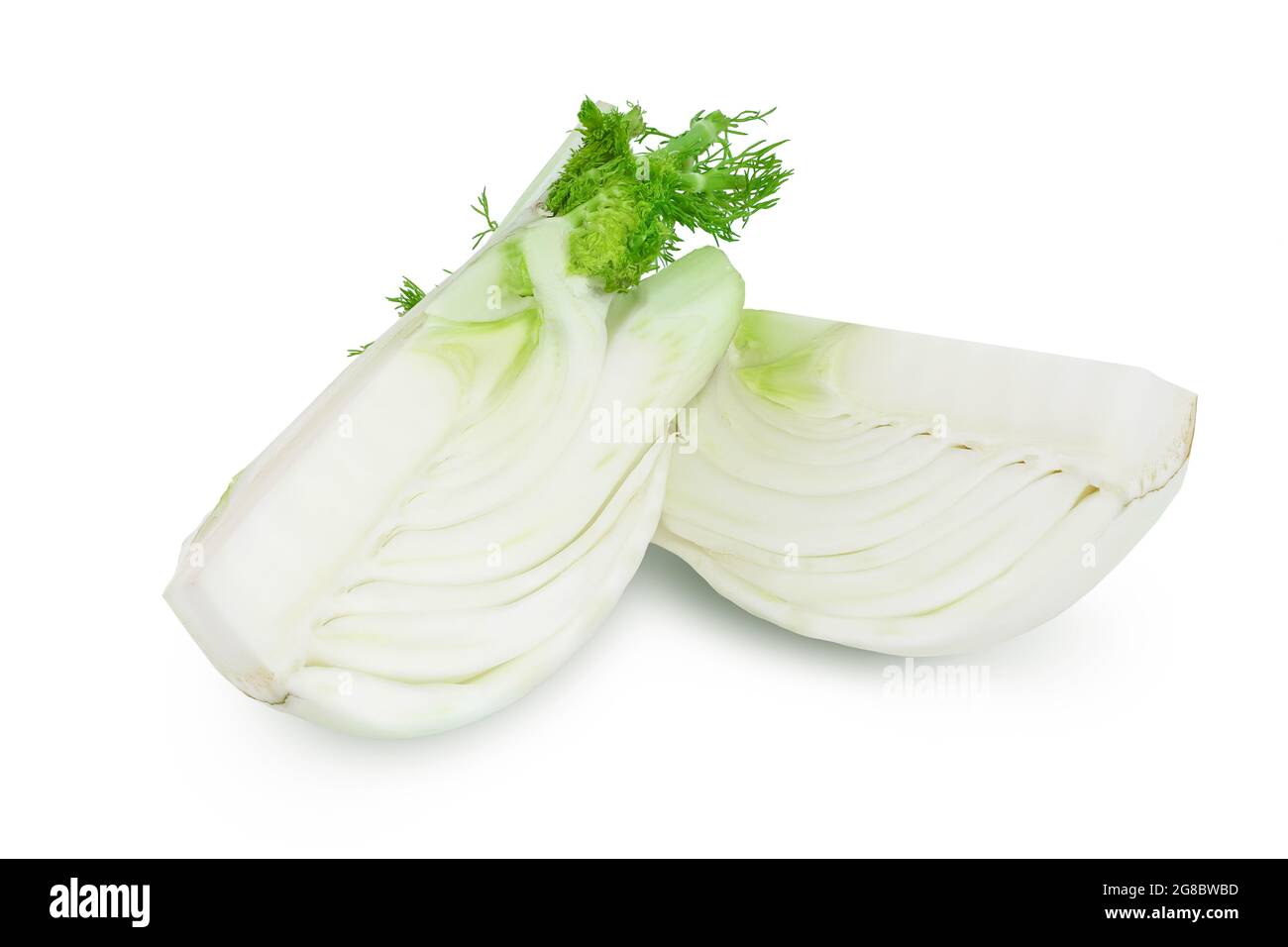 fresh fennel bulb piece isolated on white background with clipping path ...