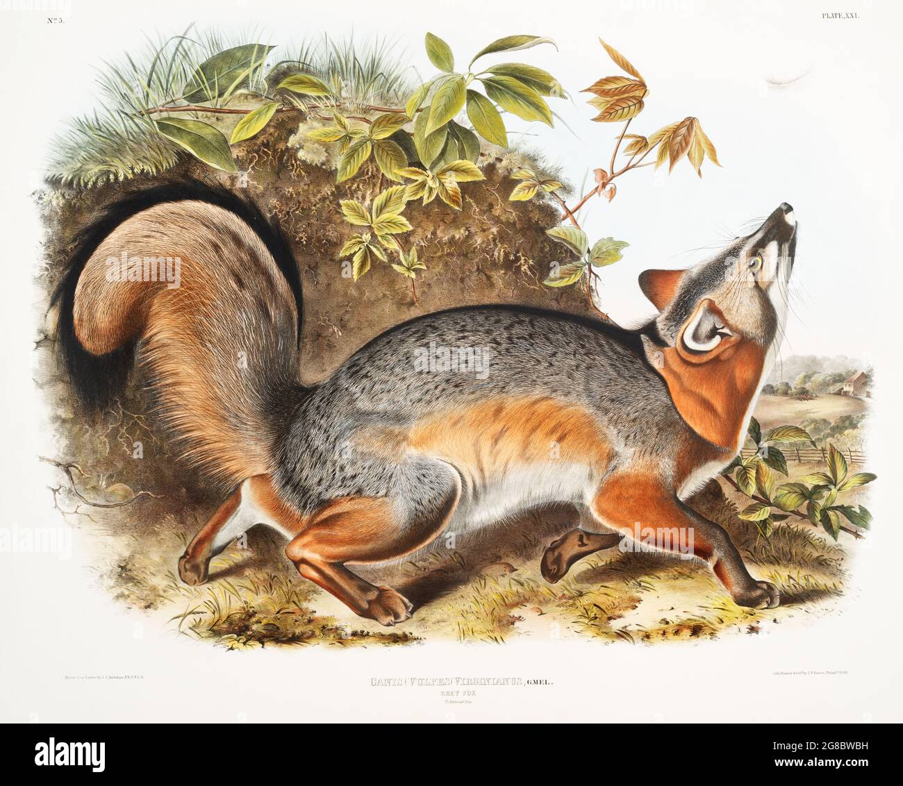 Grey Fox (Canis Virginianus) from the viviparous quadrupeds of North ...