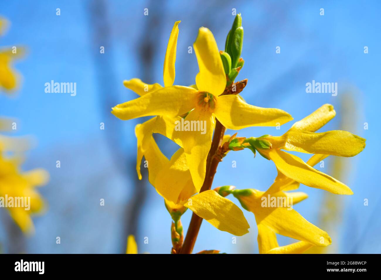 Delicate beauty of yellow flowers hi-res stock photography and images ...