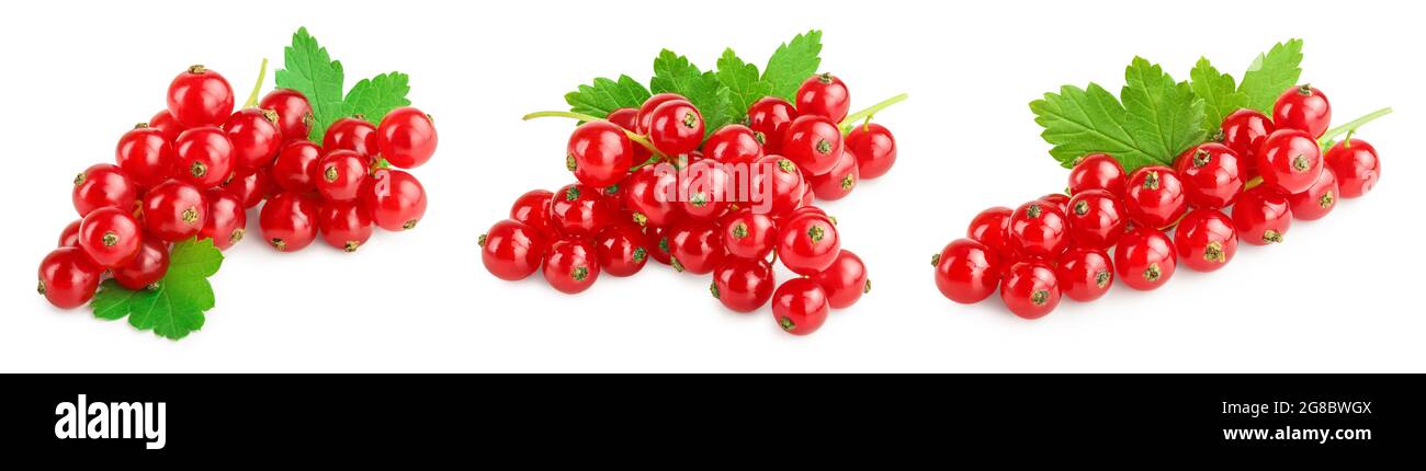 Red currant berries with leaf isolated on white background. Set or ...