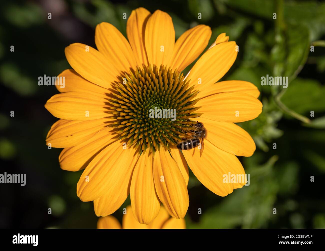 Flowers of Echinacea - an herb stimulating the immune system Stock ...