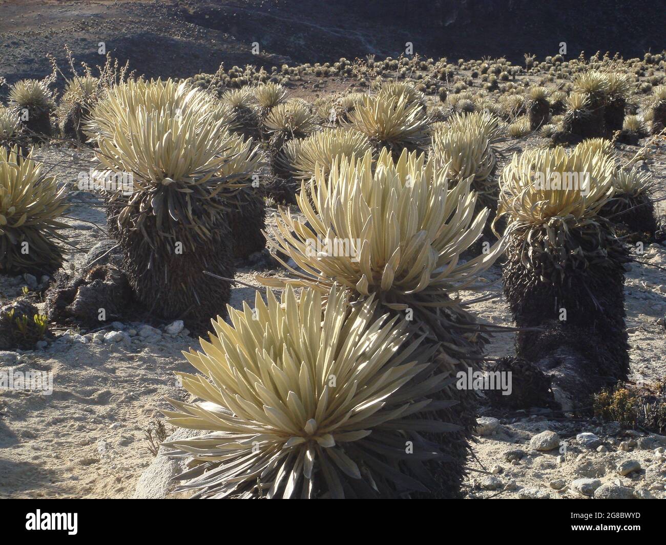 Espeletia, commonly known as 'frailejones', is a genus of perennial ...