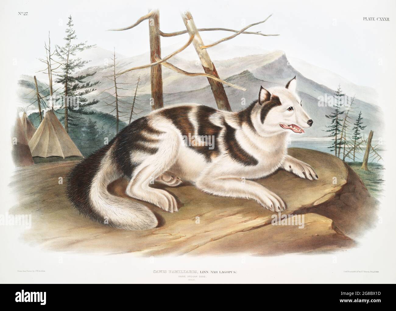 Hare-Indian Dog (Canis familiaris) from the viviparous quadrupeds of ...