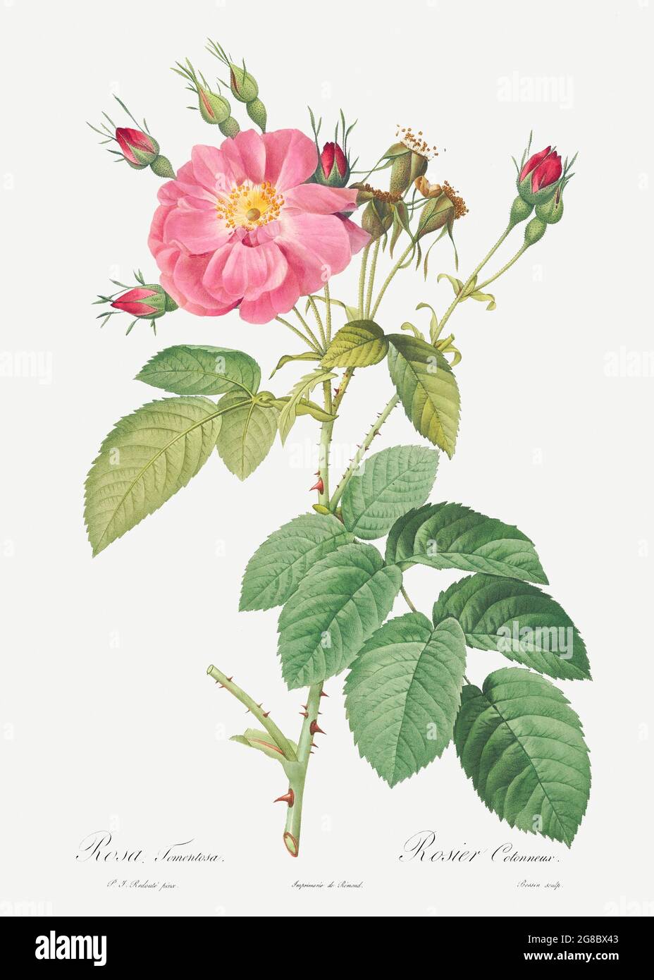 Harsh Downy Rose, also known as Cotton Rose (Rosa tomentosa) from Les ...