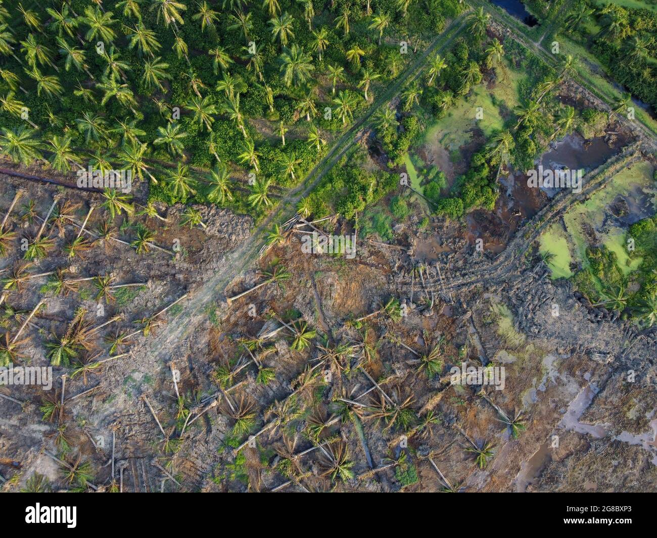 Aerial top view land clearing at oil palm plantation Stock Photo - Alamy