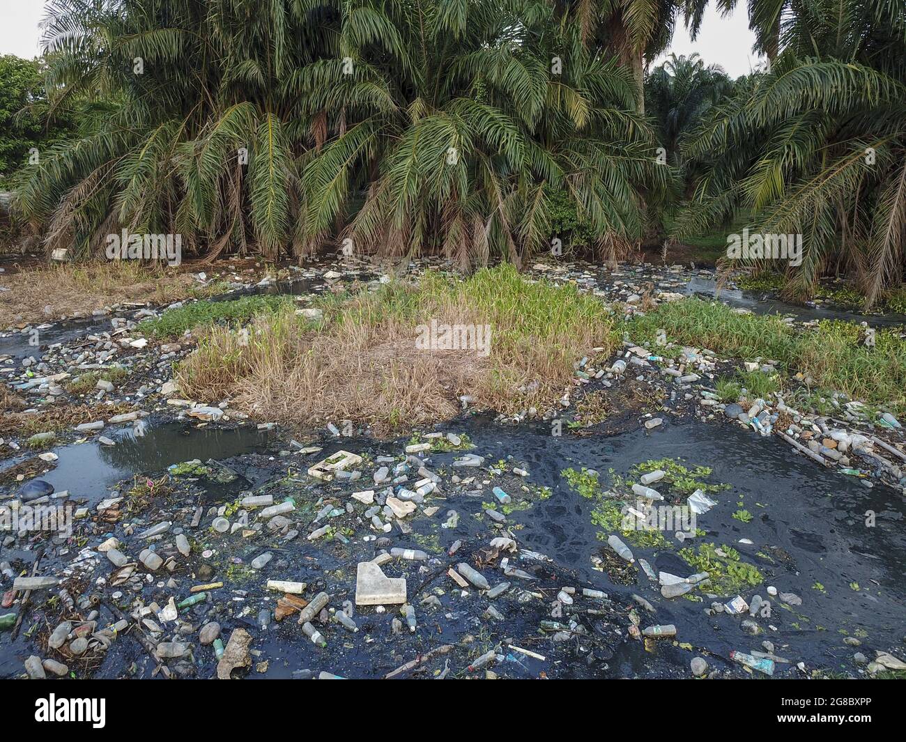 Oil palm estate seen through a polluted river with dark rubbish Stock ...