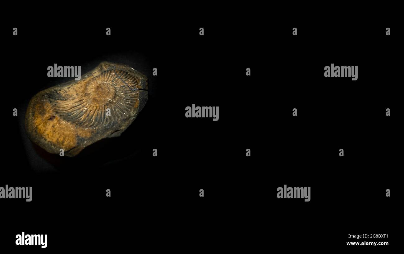 Conch shell fossil isolated on a black background with free space for ...