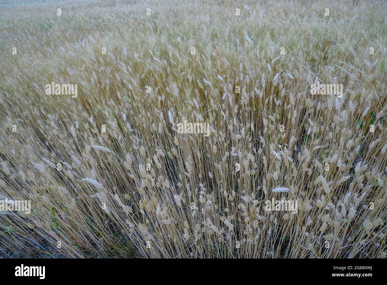 wheat crop close-up across golden wheat field. top view. harvesting ...