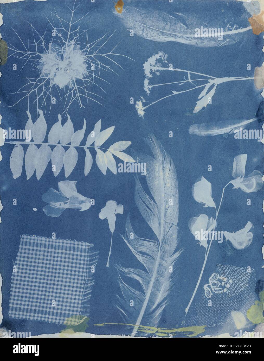 vintage, retro, old, photograph, century, botany, graphics, antique ...