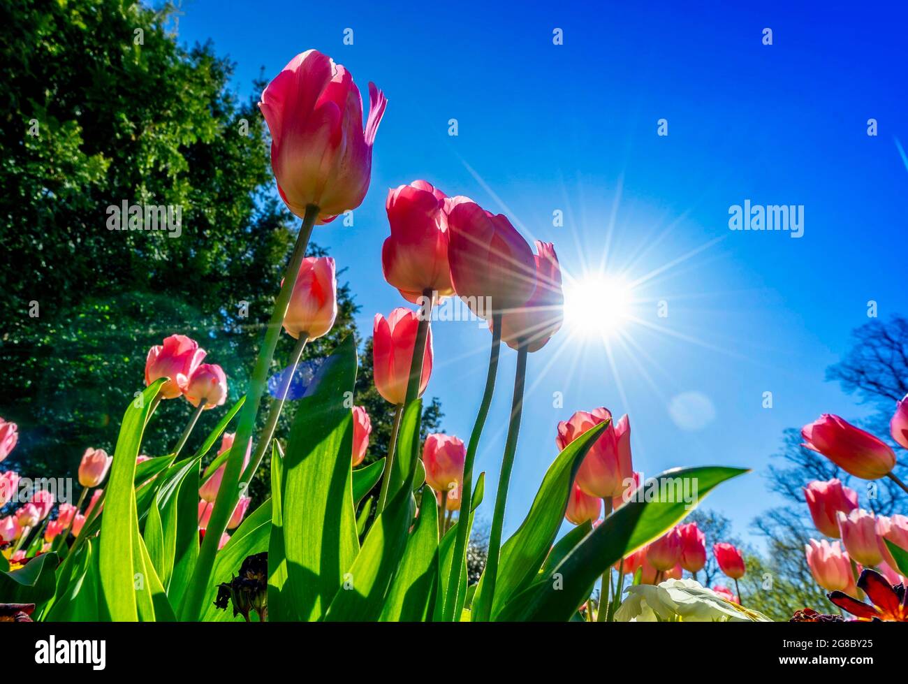Tulips in the spring sunshine Stock Photo - Alamy