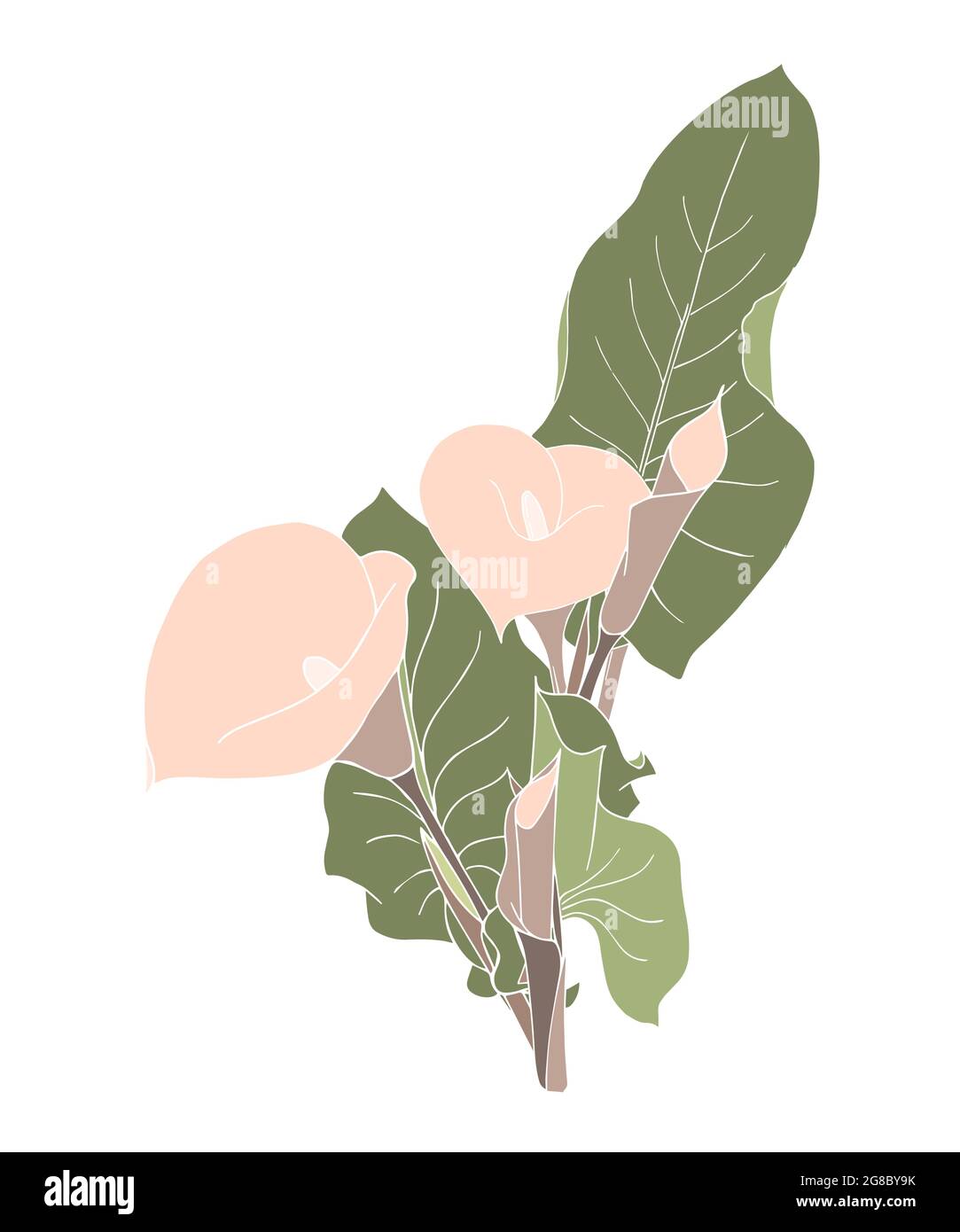 Calla bouquet flower pastel color, hand drawing doodling, white contour ...