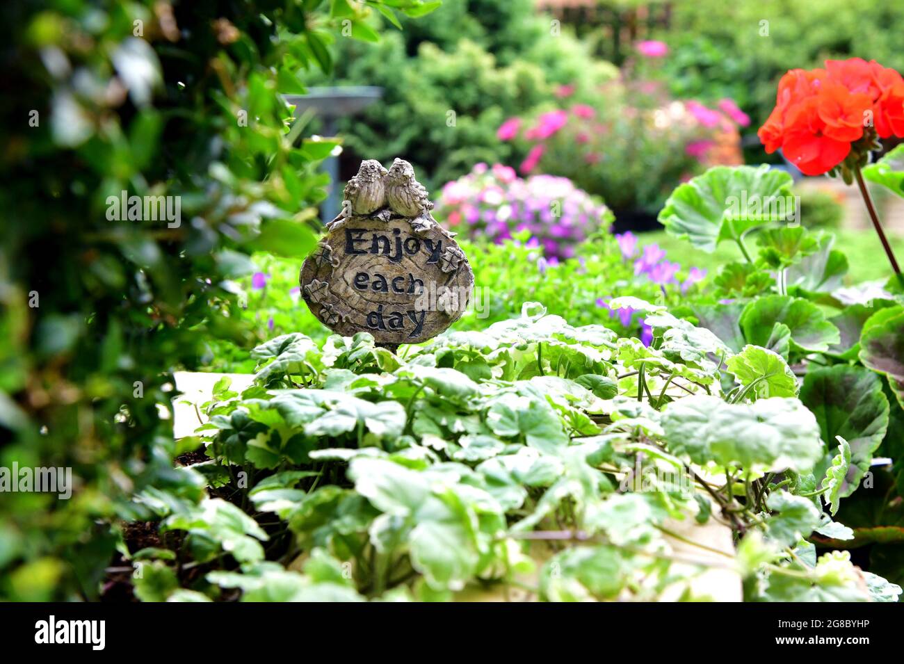 Urban Summer Garden in full bloom, July 2021 Stock Photo - Alamy