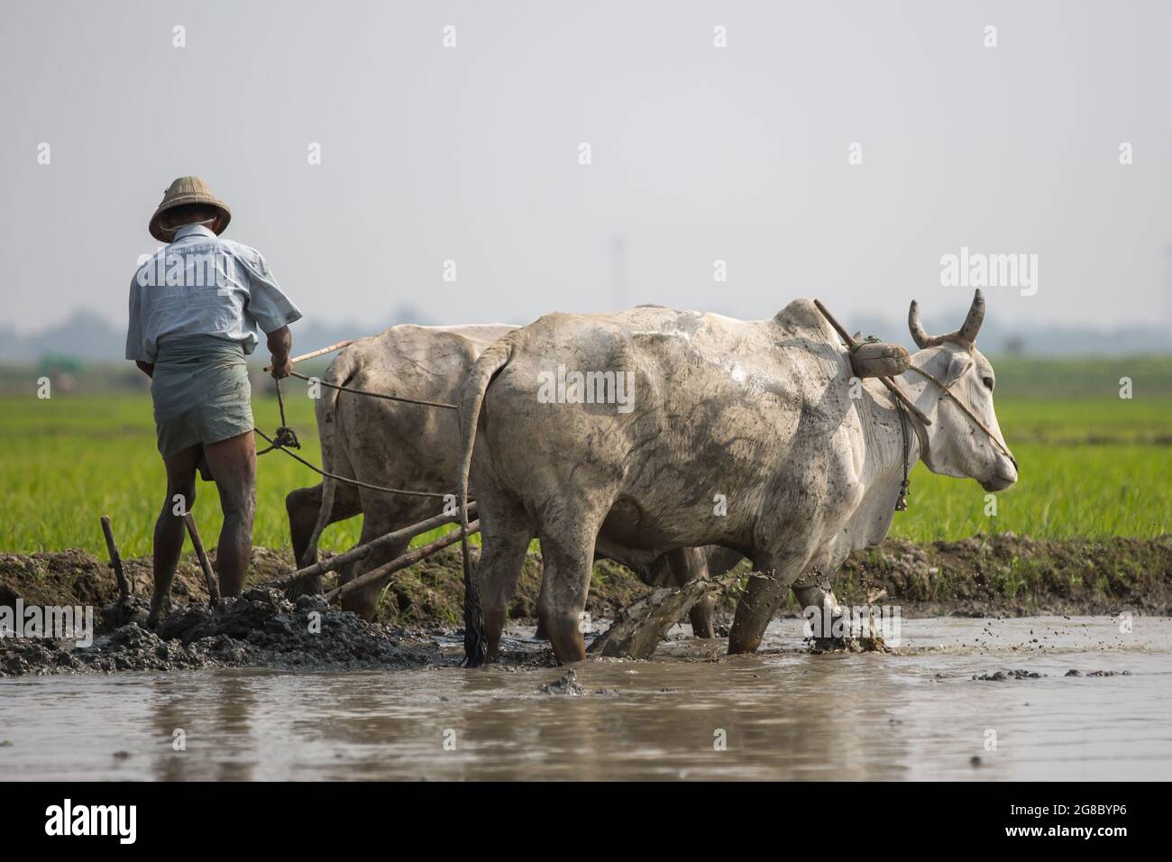 Farmer ploughing a field with a pair of ox Stock Photo - Alamy
