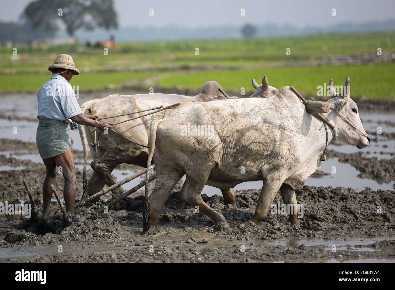 Farmer ploughing a field with a pair of ox Stock Photo - Alamy