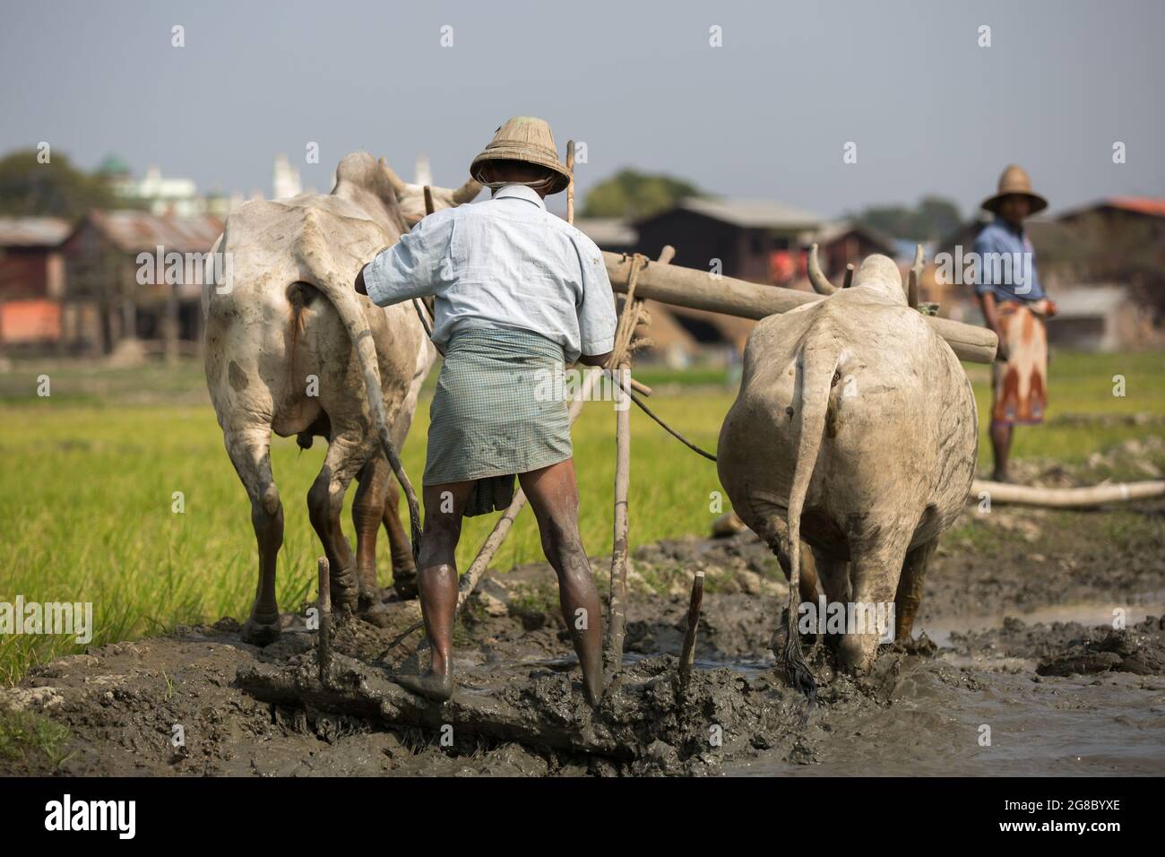 Ploughing rice field water buffalo hi-res stock photography and images ...