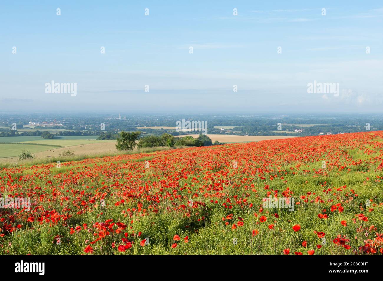 self-seeded poppies growing in a crop of flax, linseed, blue flax ...