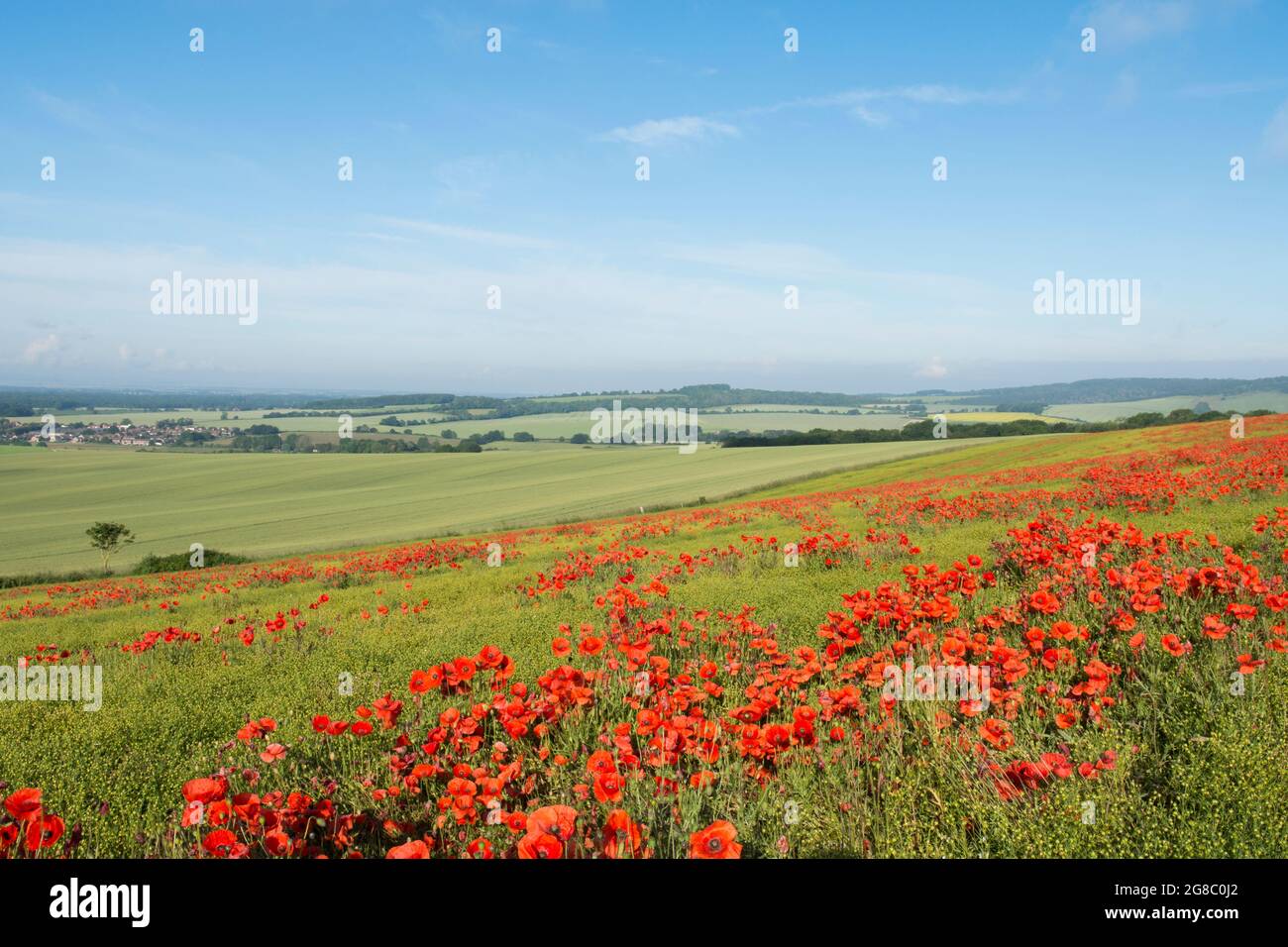 self-seeded poppies growing in a crop of flax, linseed, blue flax ...