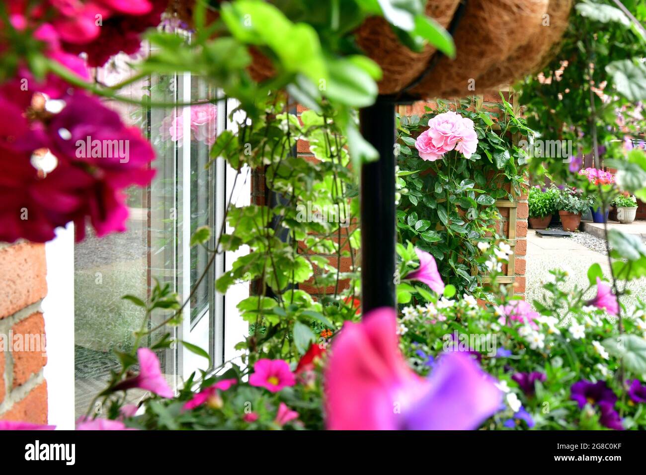 Urban Summer Garden in full bloom, July 2021 Stock Photo - Alamy
