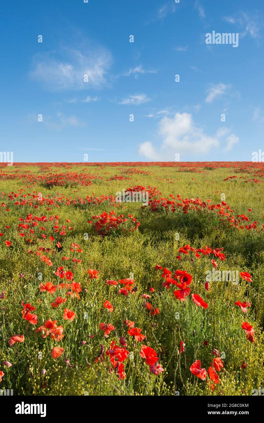 Many Blue Flowers Of Common Flax High Resolution Stock Photography and ...
