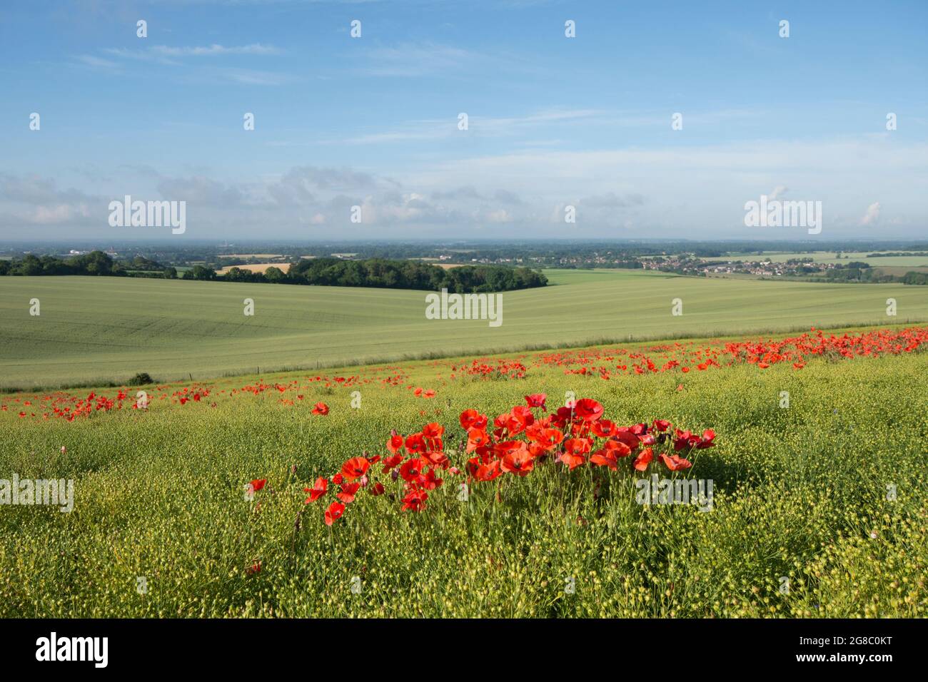 self-seeded poppies growing in a crop of flax, linseed, blue flax ...
