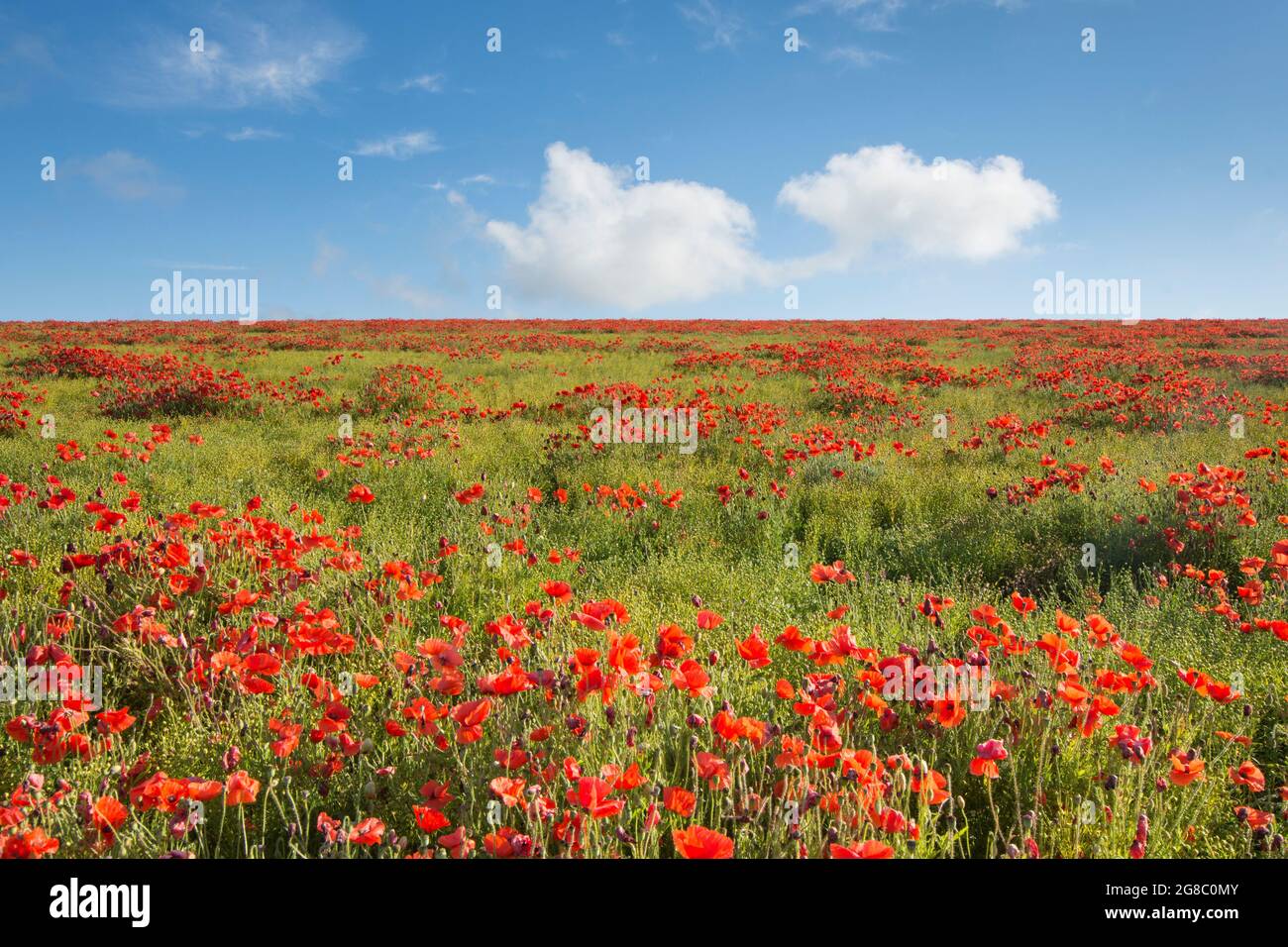 Poppies flowers blue sky clouds hi-res stock photography and images - Alamy